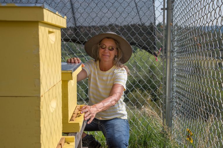Honey bees call UCCS Farm home – UCCS Communique