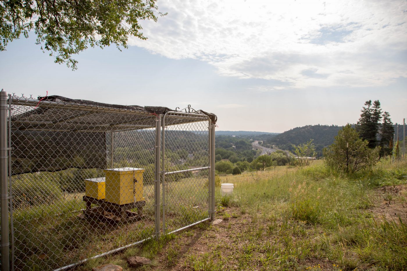 Honey bees call UCCS Farm home – UCCS Communique