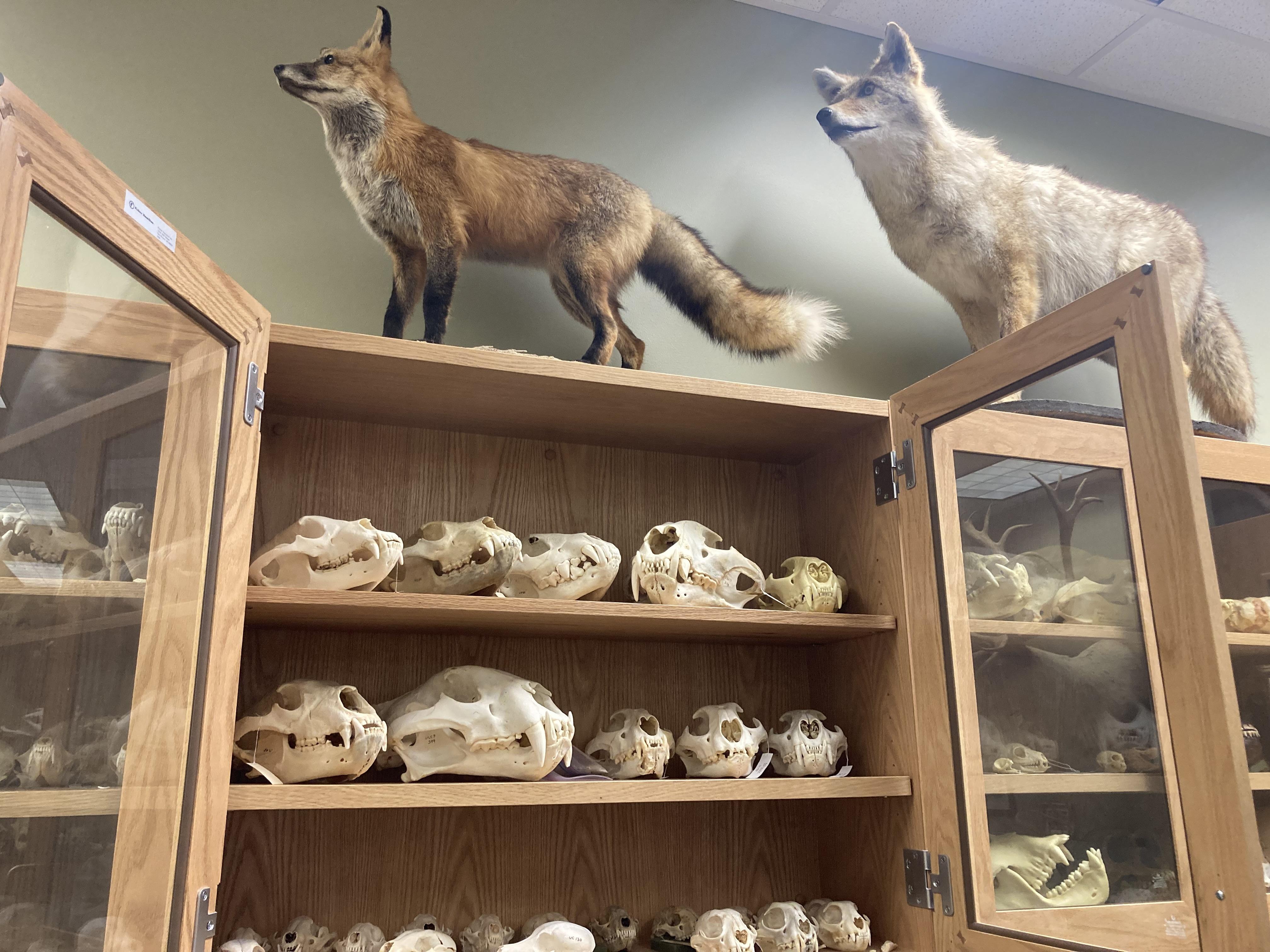 The Pigage Natural History Museum preserves a legacy and expands ...